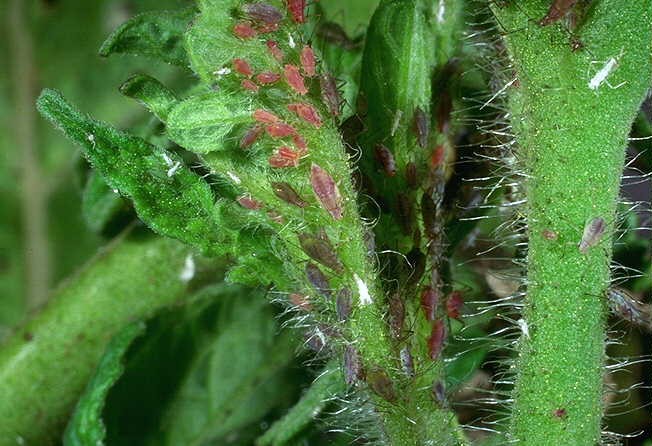 Tomato Disease and Insect ID | Grainger County