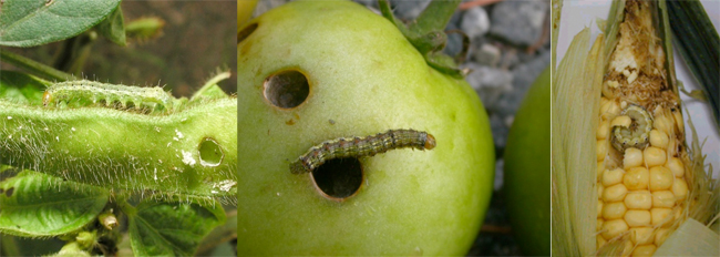 Tomato Disease and Insect ID | Grainger County